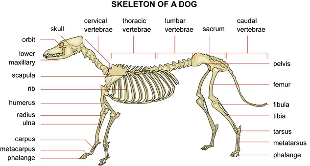CANINE ANATOMY Skeleton Of A Dog From Chinaroad Lowchens Of Australia CANINE ANATOMY Skeleton Of A Dog From Chinaroad Lowchens Of Australia